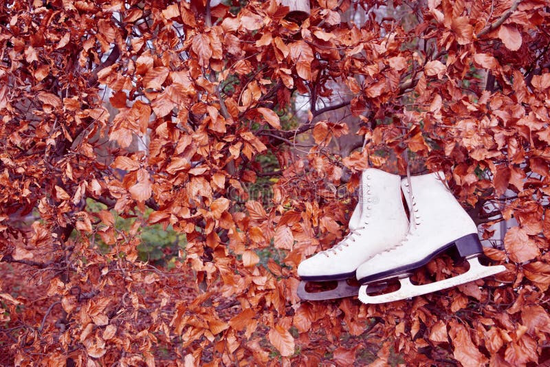 Old ice skates in autumn stock image. Image of physical - 27886623