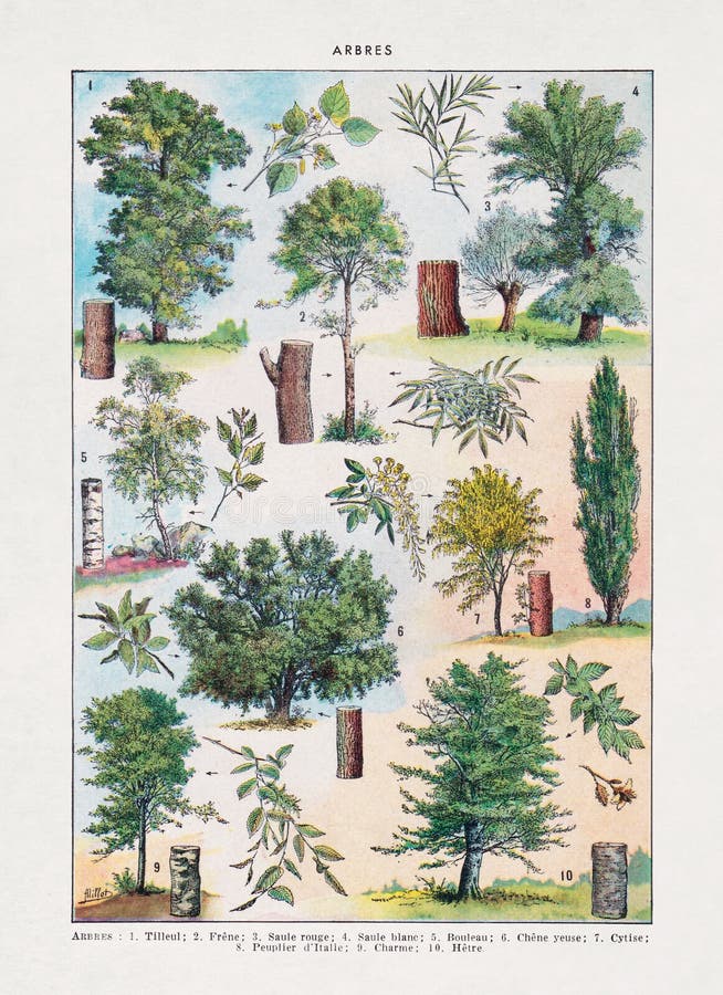 Old Illustration about Dendrology (the Study of Trees Stock ...