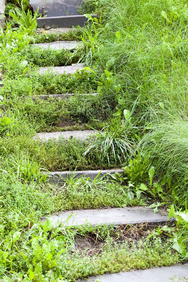 Old steps at a forest stock image. Image of idyllic - 102446351