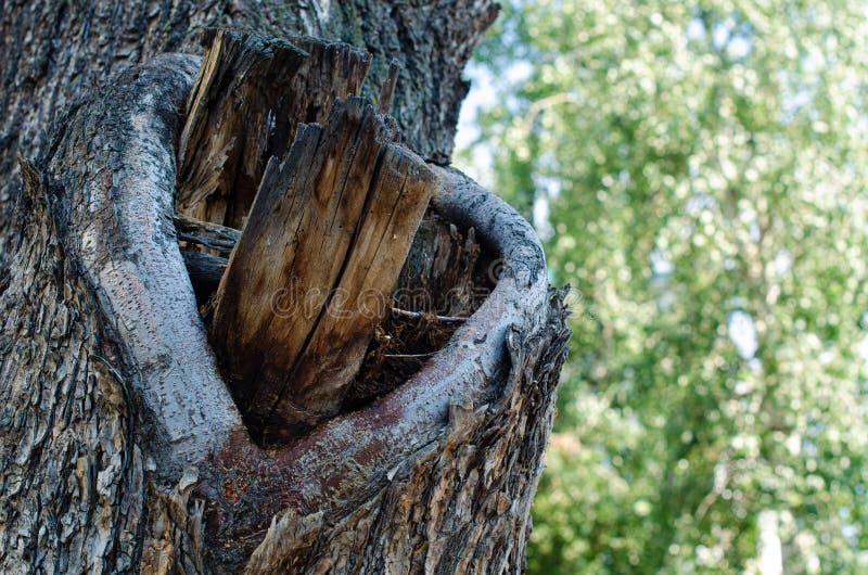 Injured tree stock photo. Image of backdrop, board, carpenter - 49940562