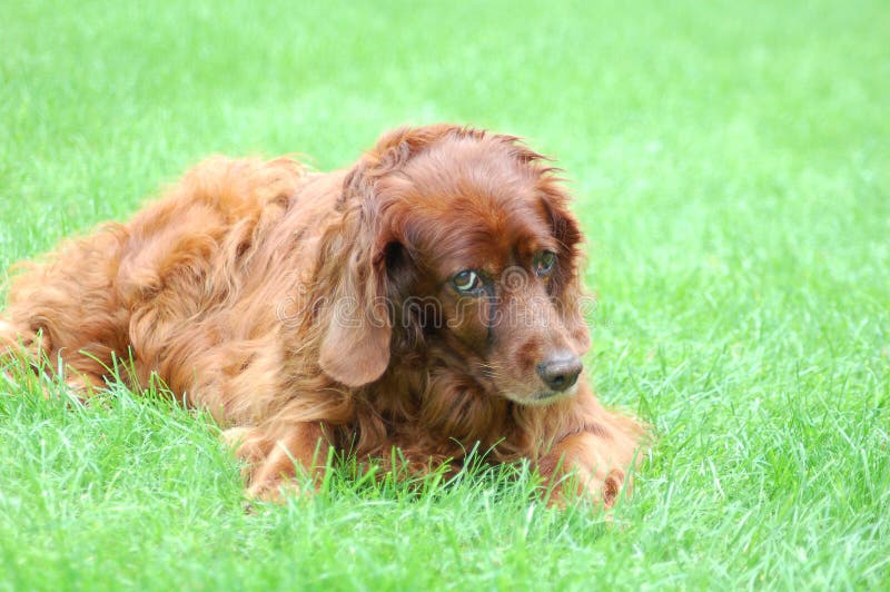 Old Irish Setter Lying on the Grass Stock Image - Image of companion ...