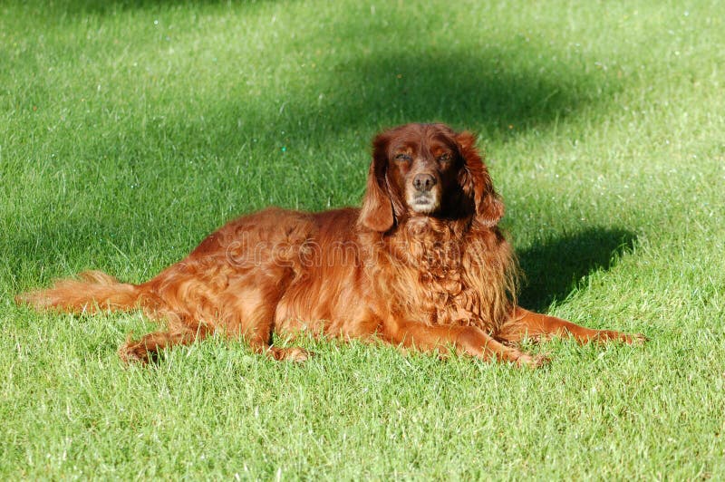 Old Irish Setter Lying on the Grass Stock Photo - Image of grass ...