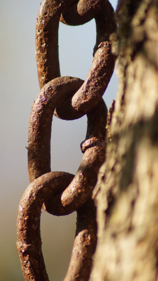 Old, Rusty Iron Chain Close Up, Resting on a Tree. Stock Image - Image ...
