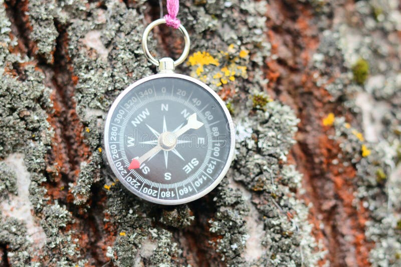 Old Compass on Tree in Forest Stock Photo - Image of guidance, bank ...
