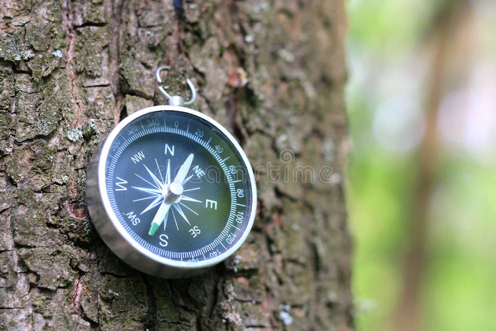 Old Compass on Tree in Forest Stock Image - Image of longitude ...