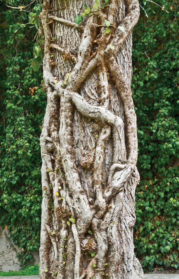 Old ivy stock image. Image of invasive, aggressive, clamber - 53191751