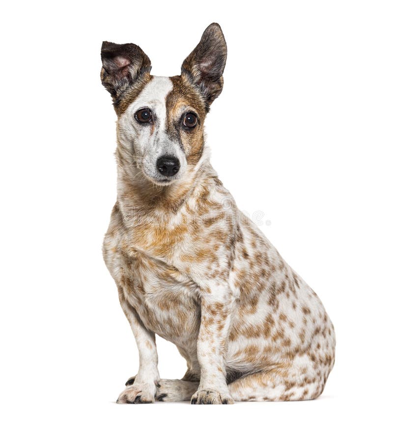Old Jack Russell Terrier Sit, Isolated on White Stock Photo - Image of ...