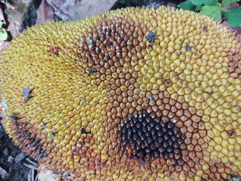 The Old Jackfruit is Rotten. Old Jackfruit Stock Photo - Image of ...