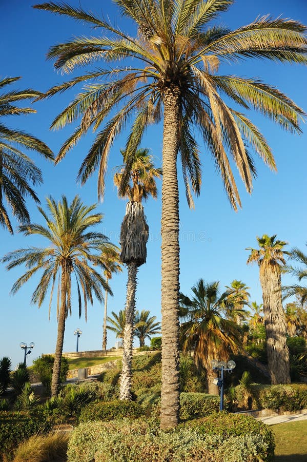 Old Jaffa stock image. Image of walls, trees, city, palm - 14875013