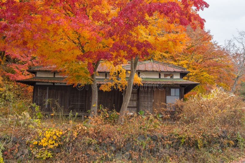 Old Japan House Style with Maple Tree Stock Photo - Image of colorful ...