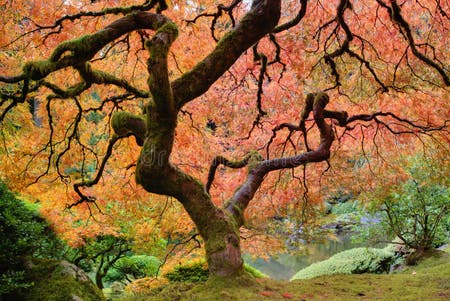 Old Japanese Maple Tree in Fall Stock Photo - Image of botanical ...