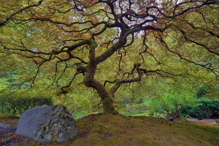 Old Japanese Maple Tree stock image. Image of america - 58957853