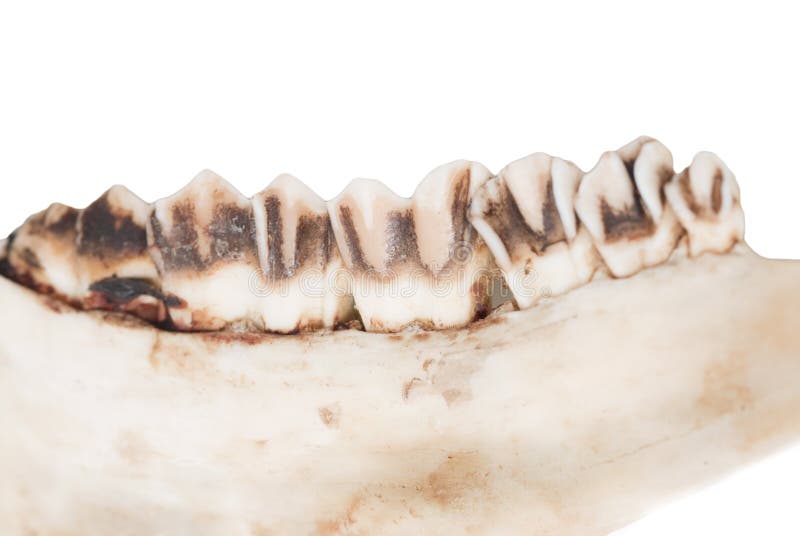 Old Jaw Bone with Teeth Ram Stock Image - Image of contrast, white ...