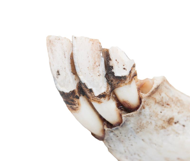Old Jaw Bone with Teeth Ram Stock Image - Image of gray, bone: 162562963
