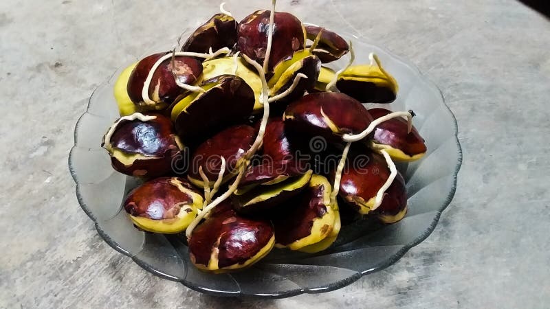 Old jengkol fruit stock image. Image of vegetables, jengkol - 128927925