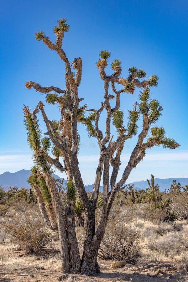 Old Joshua Tree stock image. Image of yucca, cactus - 275464261