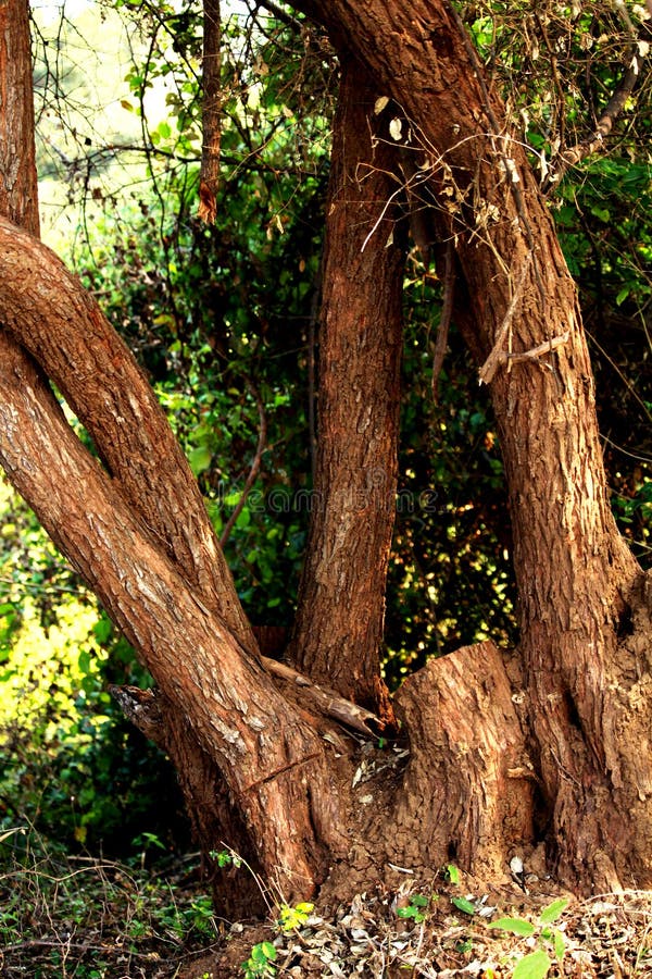 Old Jujube or Monkey Apple Tree Brown Trunk Stock Image - Image of ...