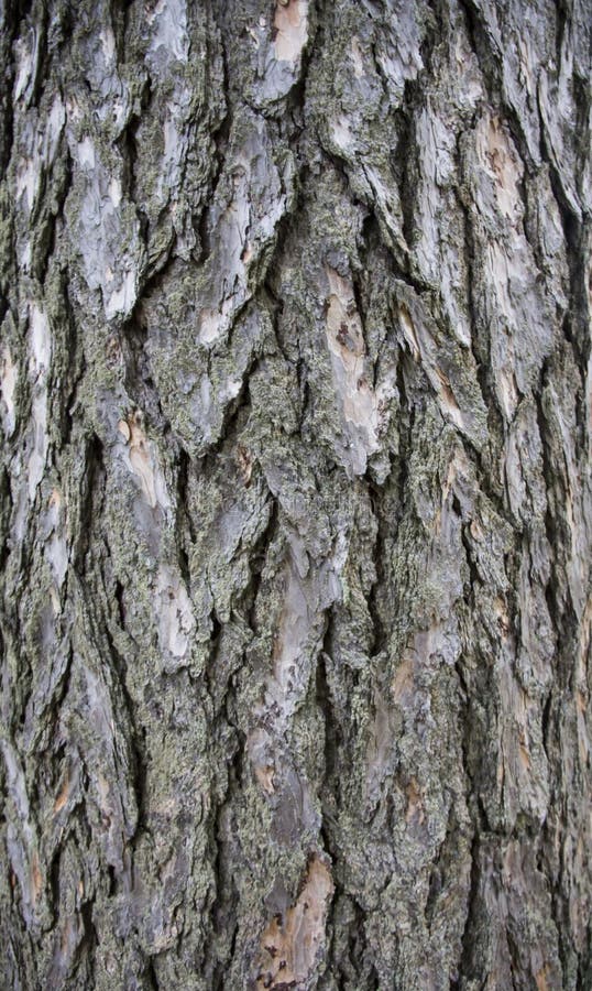 1,151 Juniper Bark Stock Photos - Free & Royalty-Free Stock Photos from ...