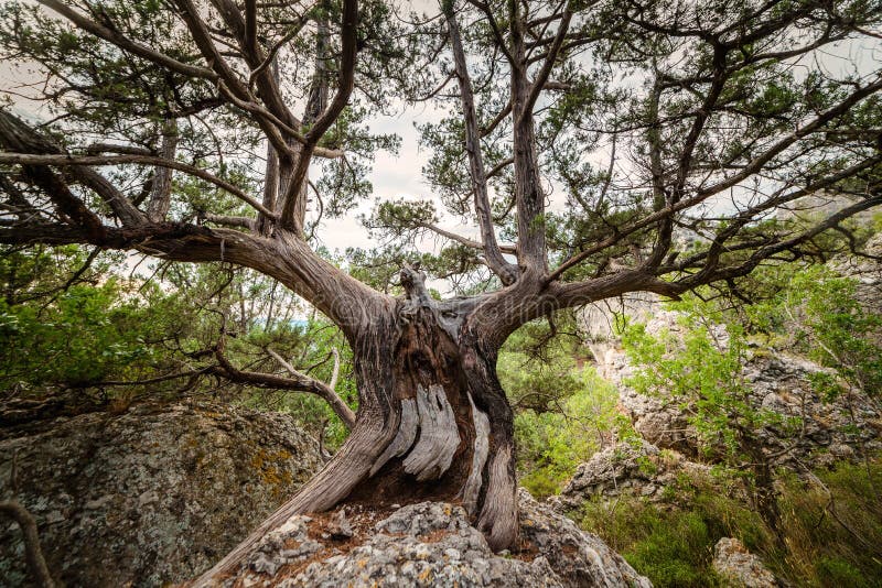 Old juniper on a stone stock photo. Image of pine, juniper - 161770762