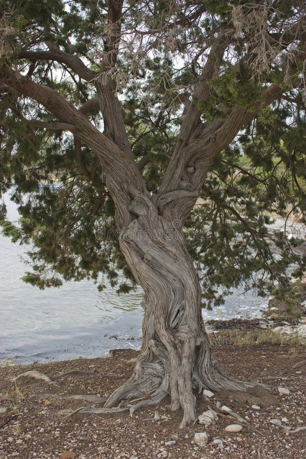 Old Juniper Tree Close-up View Stock Photo - Image of high, close ...