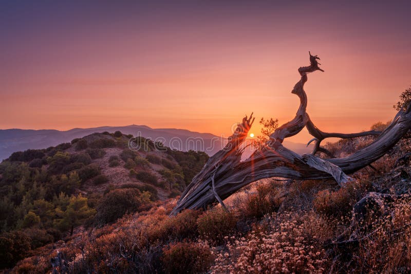 An Old Juniper Tree in the Mountains Against the Sunset. a Fallen ...