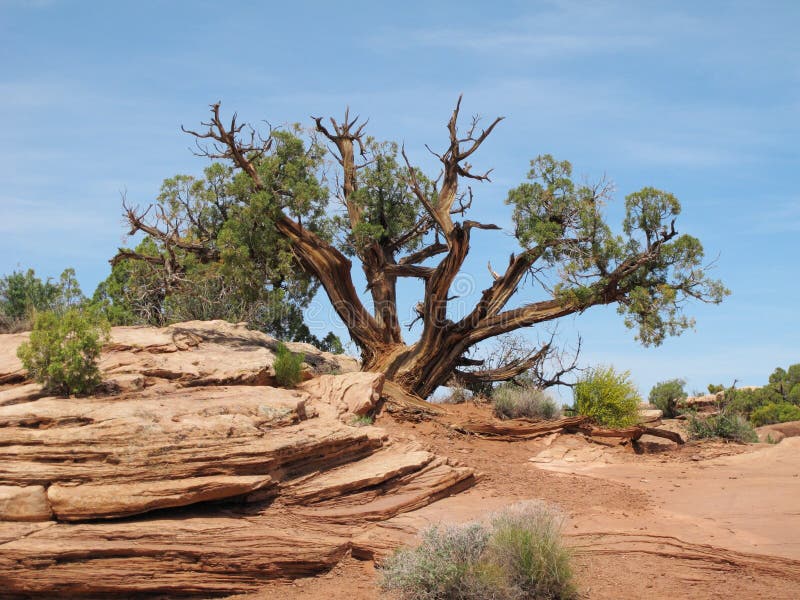 Old Juniper and the desert stock image. Image of blue - 34477887