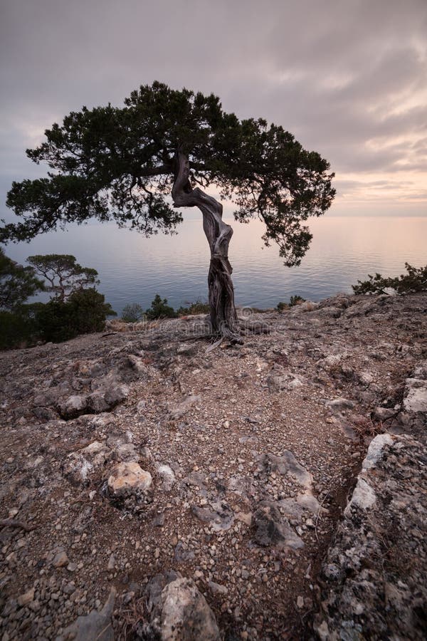 Old Juniper Tree on Rocky Coast of Black Sea Stock Photo - Image of ...