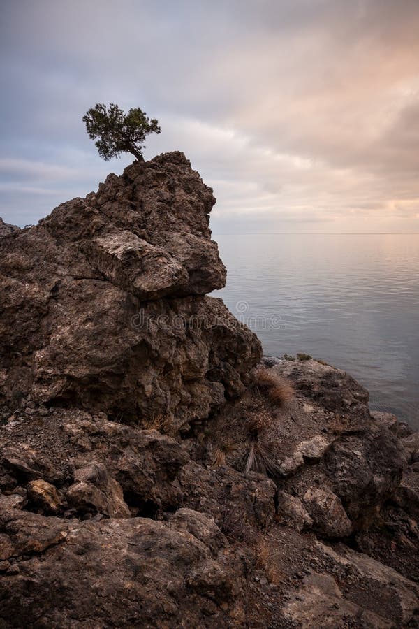 Old Juniper Tree on Rocky Coast of Black Sea Stock Image - Image of ...