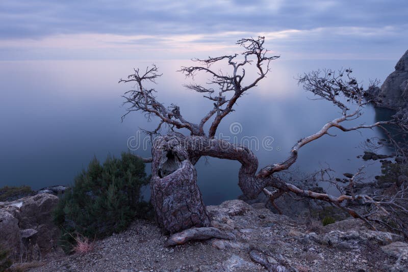 Old Juniper Tree on Rocky Coast of Black Sea Stock Image - Image of ...