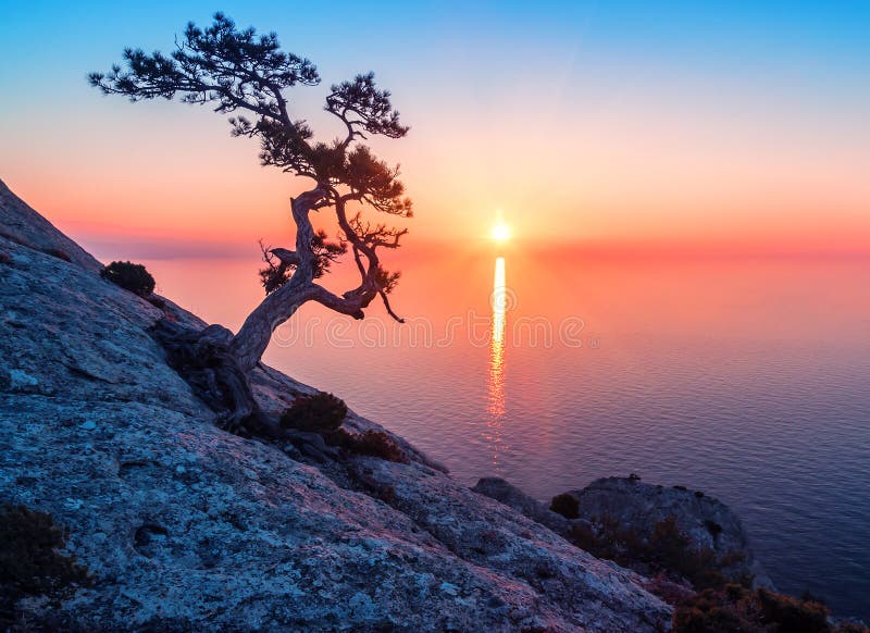 Old juniper tree on sunset stock photo. Image of acute - 111265334
