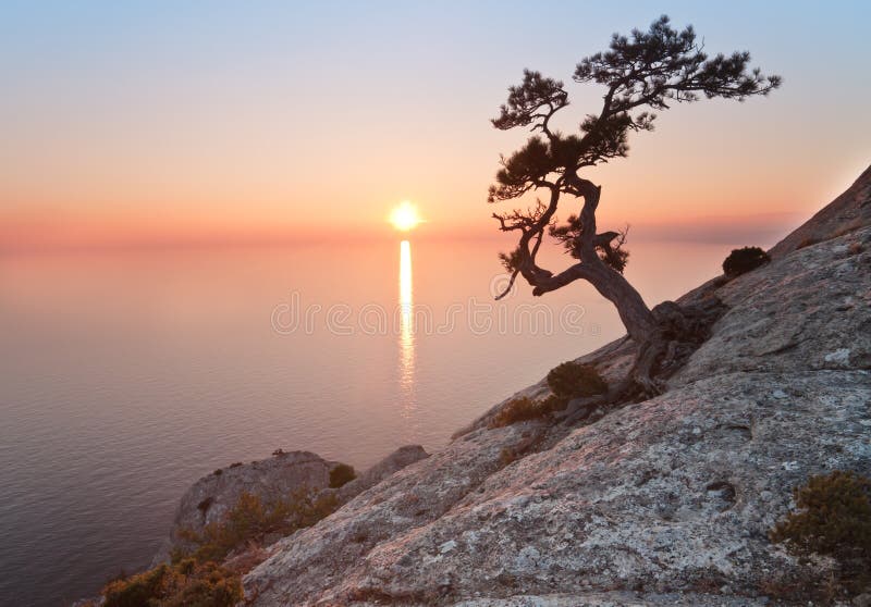 Old juniper stock photo. Image of rock, single, pine - 39042258