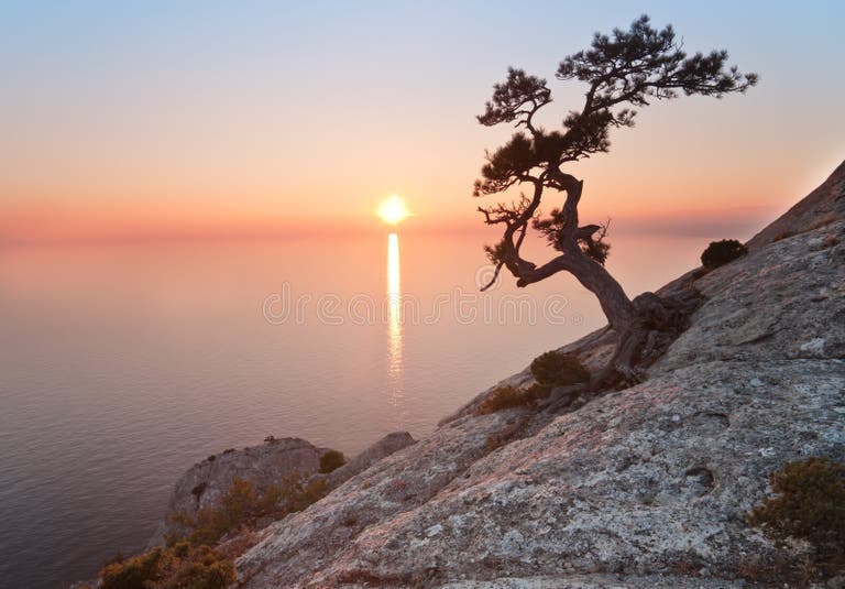 Old juniper stock photo. Image of rock, single, pine - 39042258