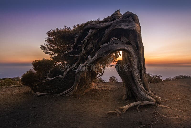 Tree with Twisted Roots in Asia. Stock Image - Image of colorful ...