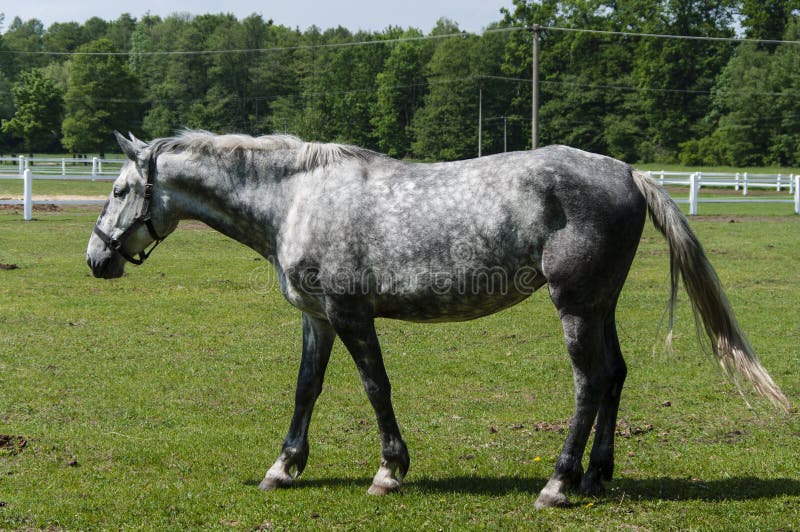 Kladrubs Stock Photos - Free & Royalty-Free Stock Photos from Dreamstime