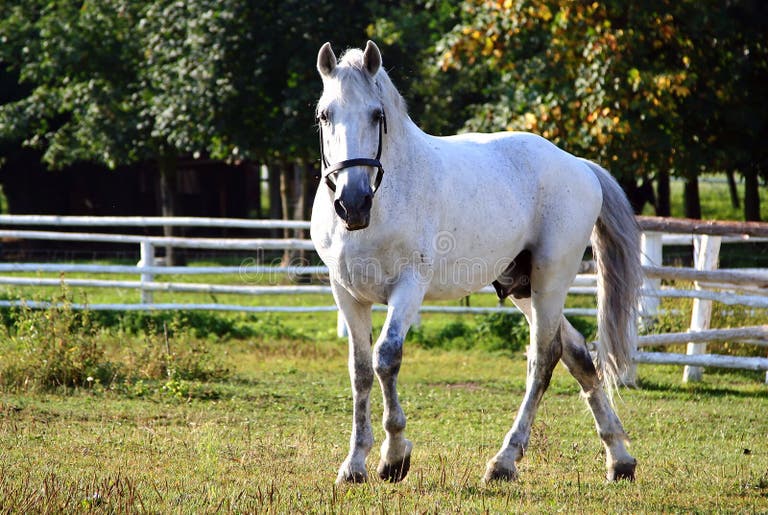 Old Kladruby Horse in Egress Stock Photo - Image of outdoors, cattle ...