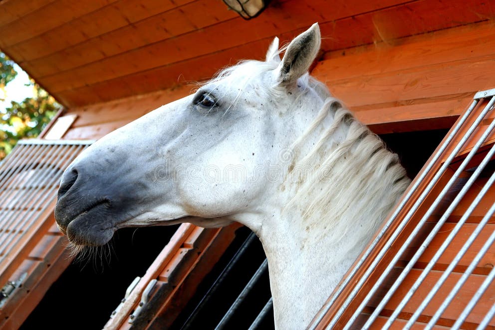 Old Kladruby horse head stock image. Image of white, domestic - 10576655