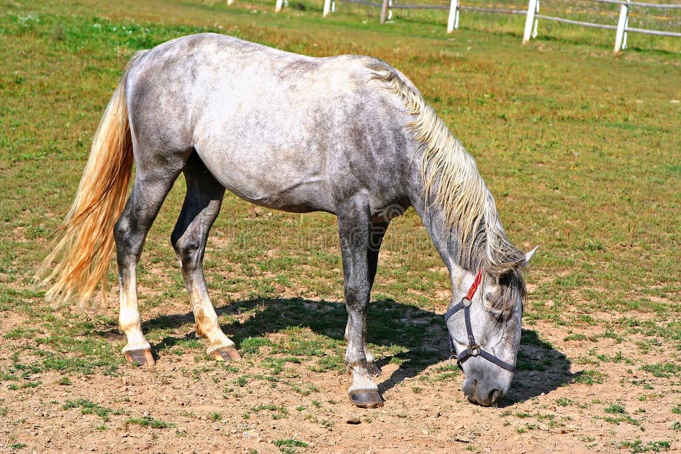 Old Kladruby Horses Out at Grass Stock Photo - Image of detail, noble ...