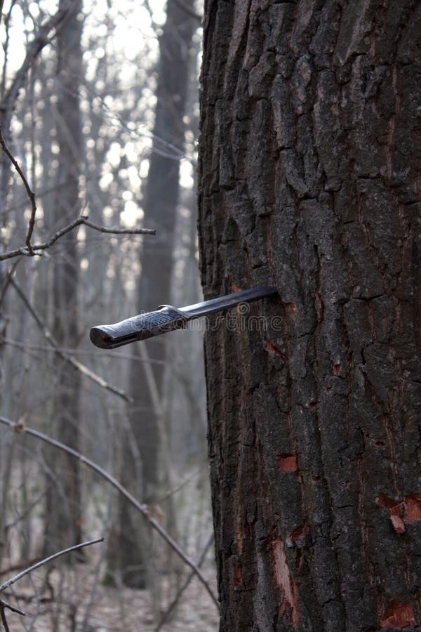 Old Knife in the Tree Trunk in Deep Forest Stock Photo - Image of tree ...
