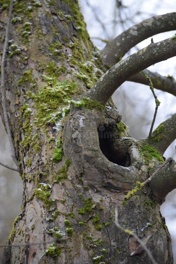 Knothole in Winter stock photo. Image of dwelling, tree - 241134136
