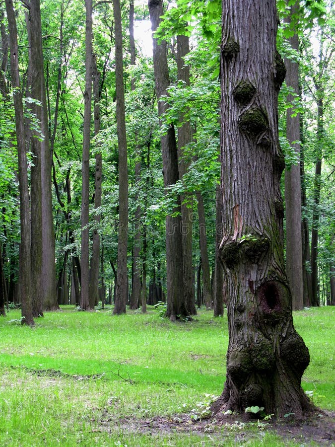 Old knotty tree in park stock image. Image of ground, knotty - 5502879