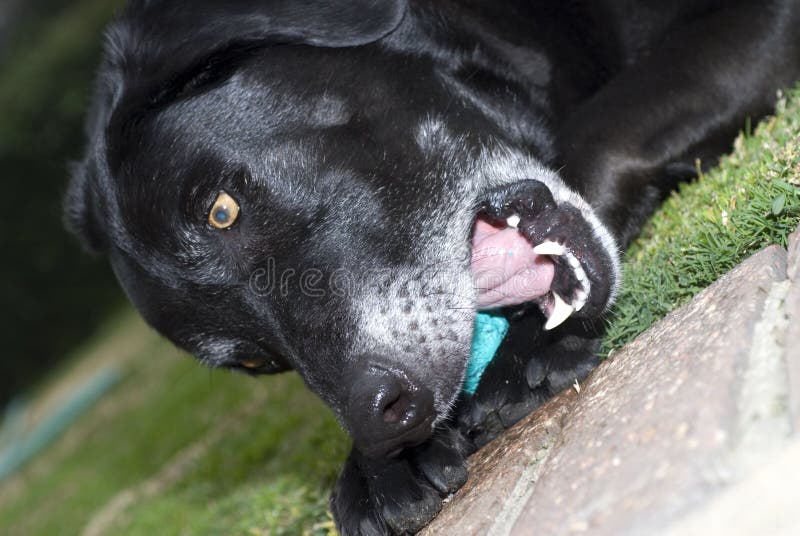 Old lab with toy stock photo. Image of chew, wiskers, aging - 3180476