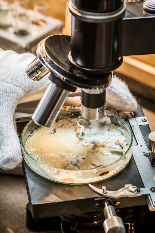 Old Laboratory with Microscope and Mold Sample Stock Image - Image of ...