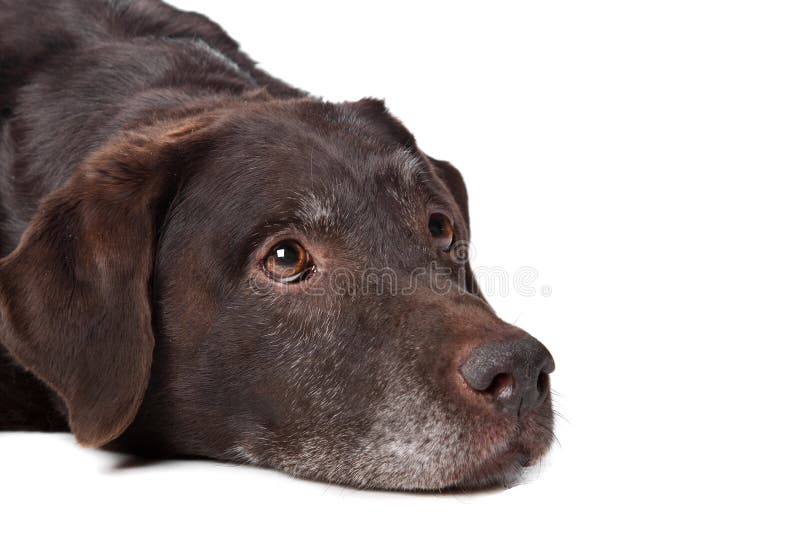 Sad labrador stock photo. Image of lies, close, nose - 18636792