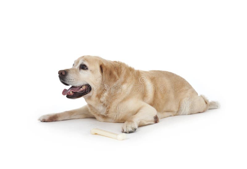 Old labrador stock image. Image of golden, retriever - 27698227