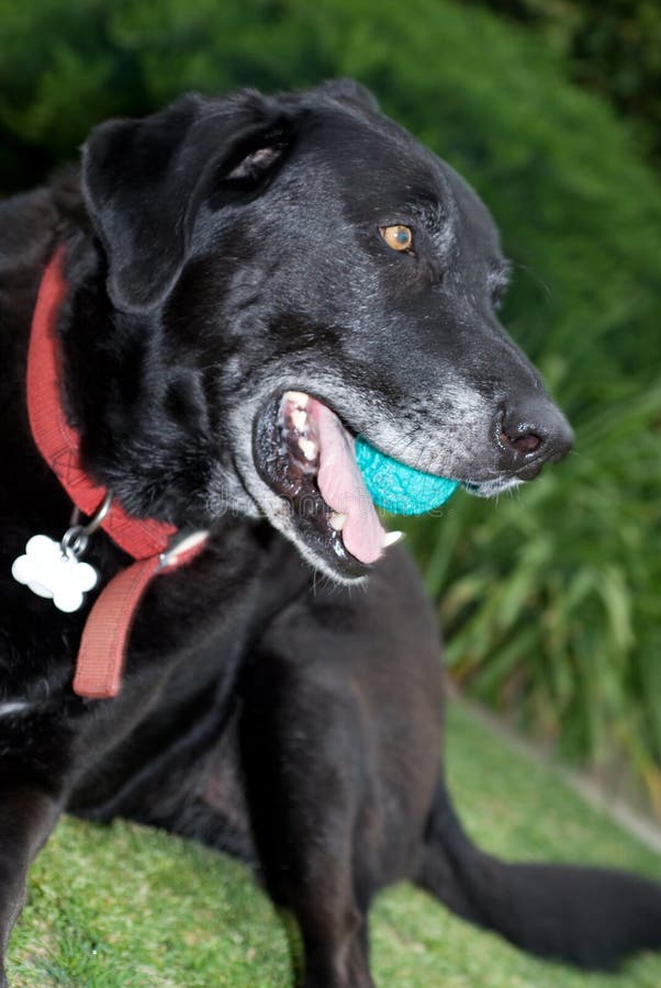 Old Labrador stock image. Image of play, gray, labrador - 2855675