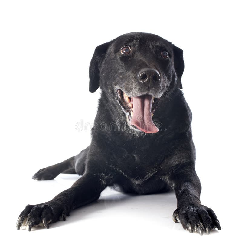 Black Labrador dog stock image. Image of face, labrador - 35650419