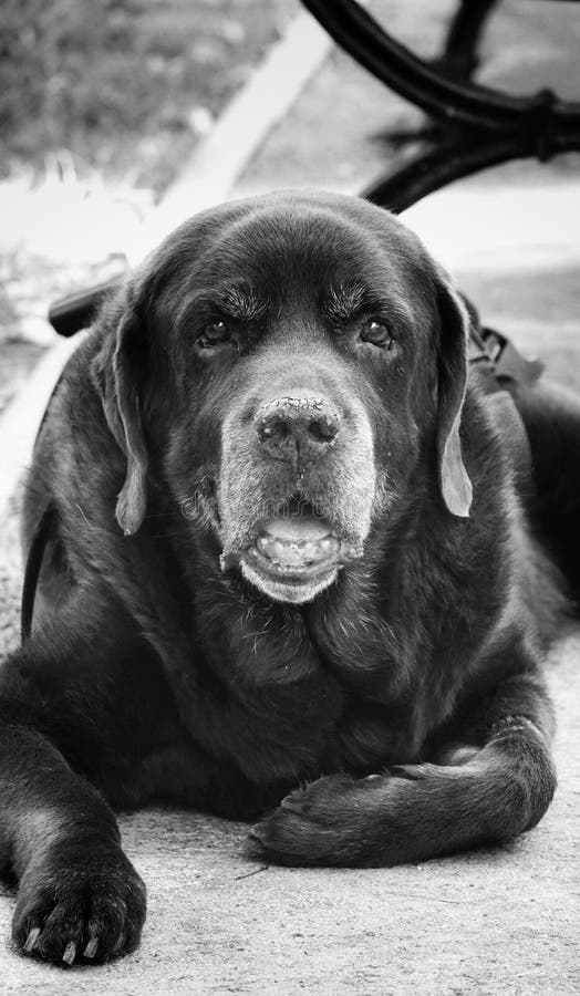 Old Labrador Retriever Resting Stock Photo - Image of portrait, head ...
