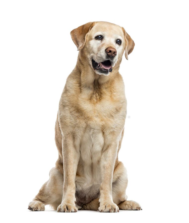 How Old Is A 10 Year Old Labrador