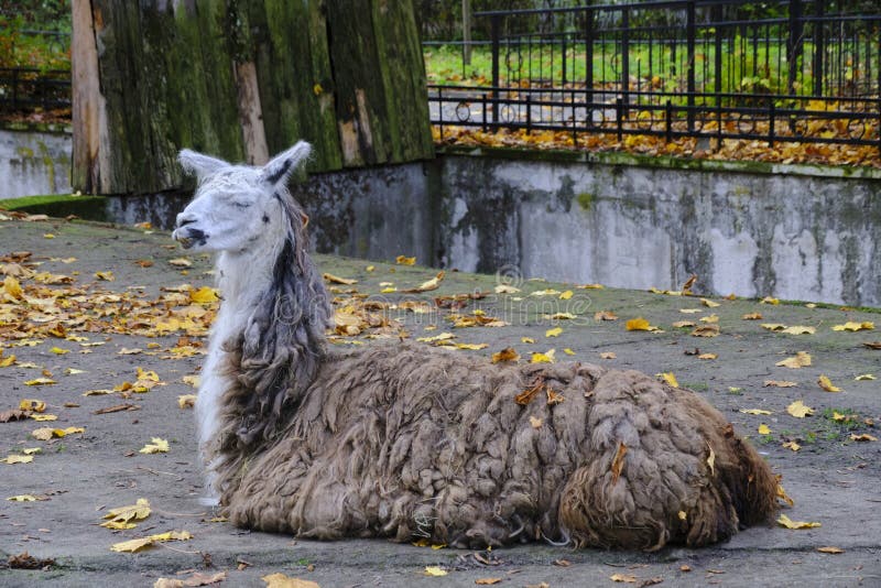 Old Lama Resting, Lying Ground Against Background Fallen Yellowed ...