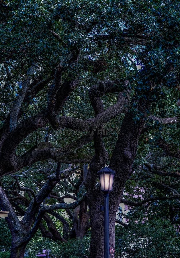 Old Lamp Post in Oak Trees stock photo. Image of landscape - 235464672
